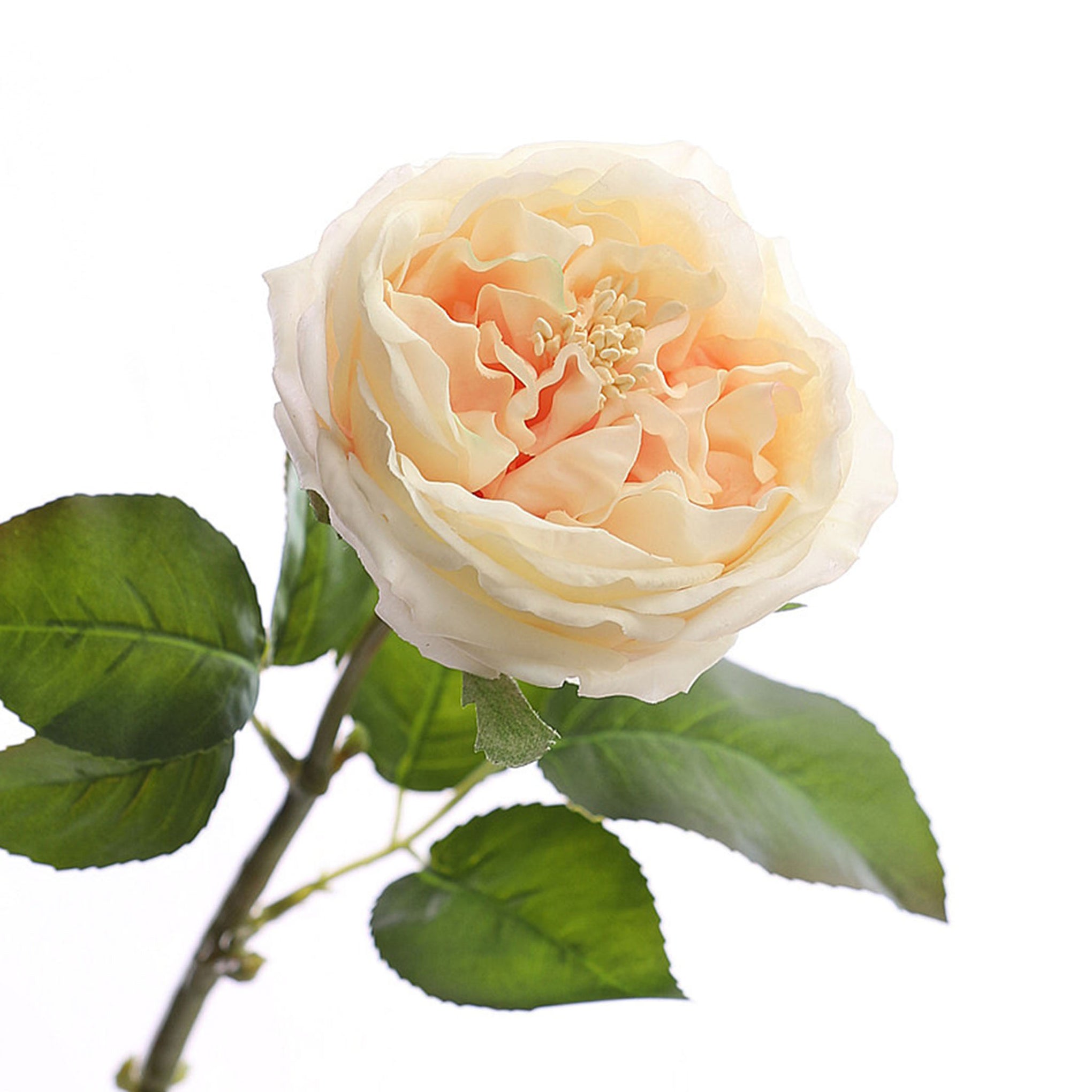 Austin Cabbage Roses Real Touch Flowers - VANRINA